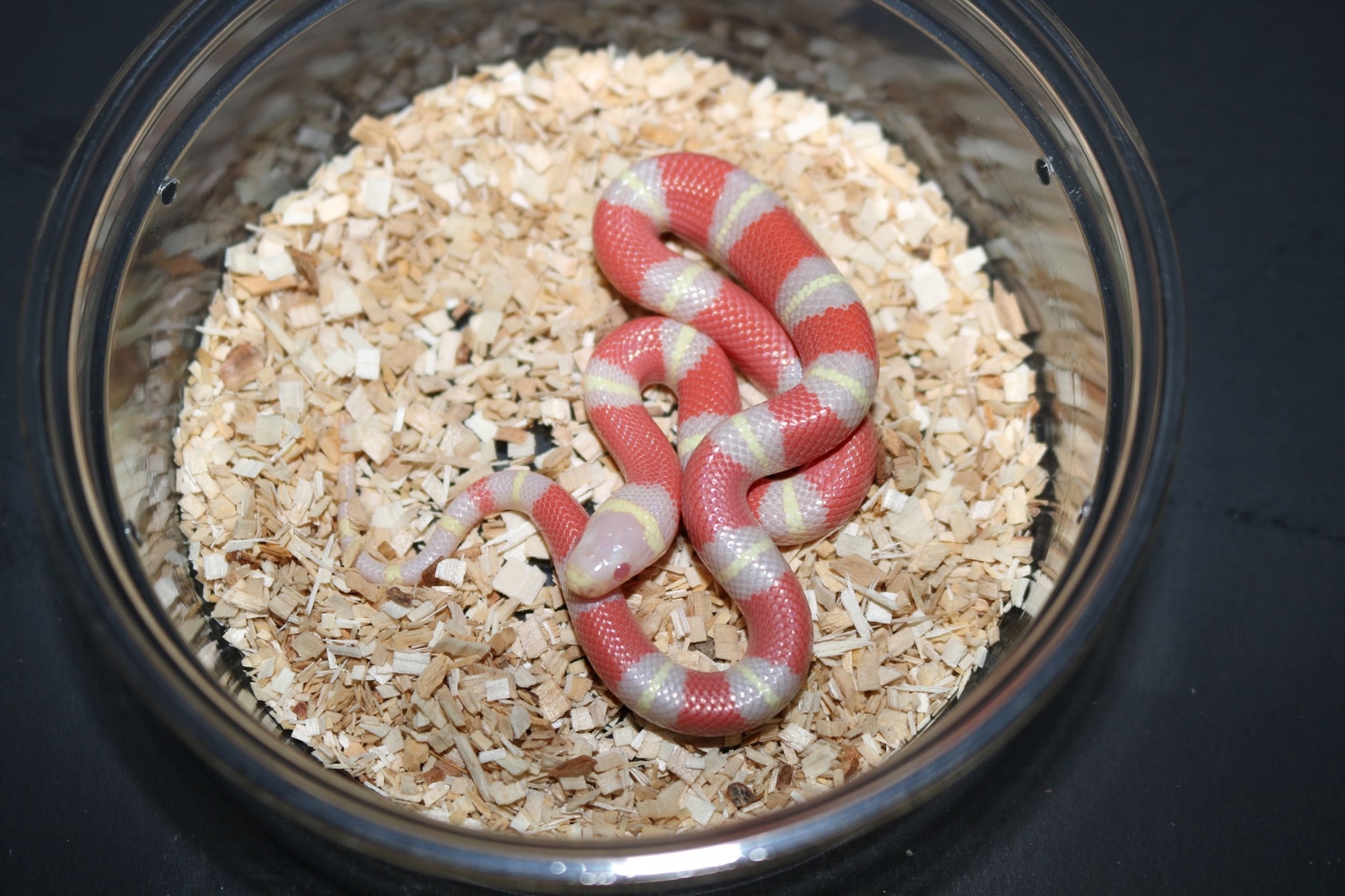 Albino Het Splotched Nelson's Milk Snake by Wards World Of Reptile ...
