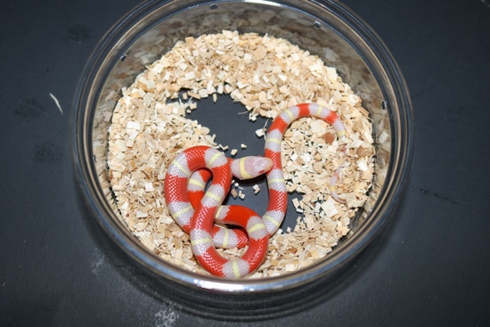 Albino Het Splotched Nelson's Milk Snake by Wards World Of Reptile ...