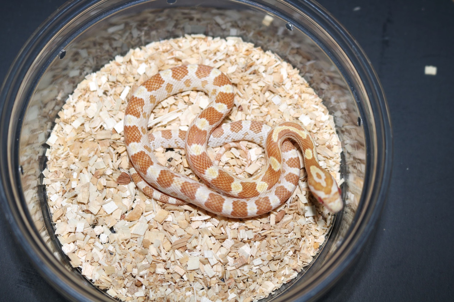 Butter Het Palmetto Corn Snake by Wards World Of Reptile Propagation ...