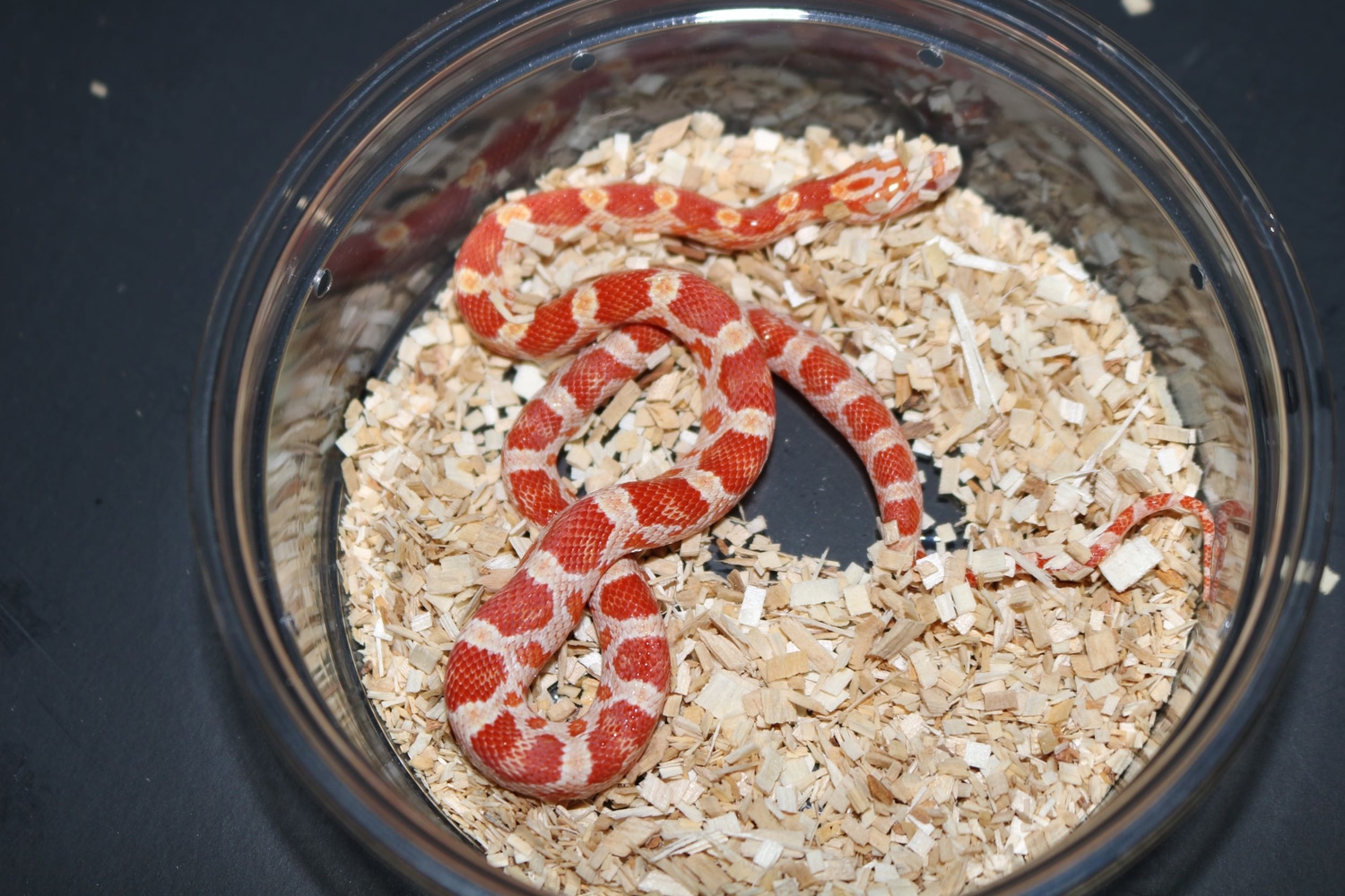 Albino Het Caramel Palmetto Corn Snake by Wards World Of Reptile ...