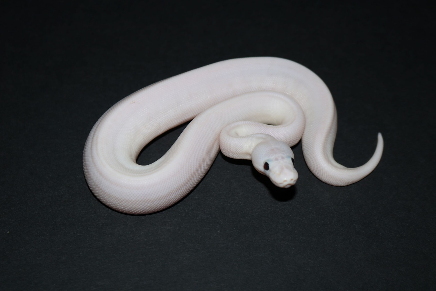 Super Fire Ball Python by Wards World Of Reptile Propagation - MorphMarket