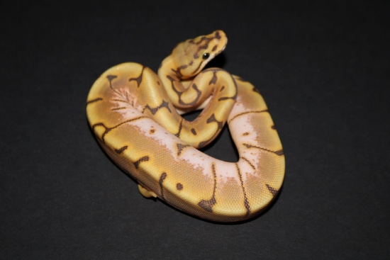 Honey Bee Ball Python by Wards World Of Reptile Propagation