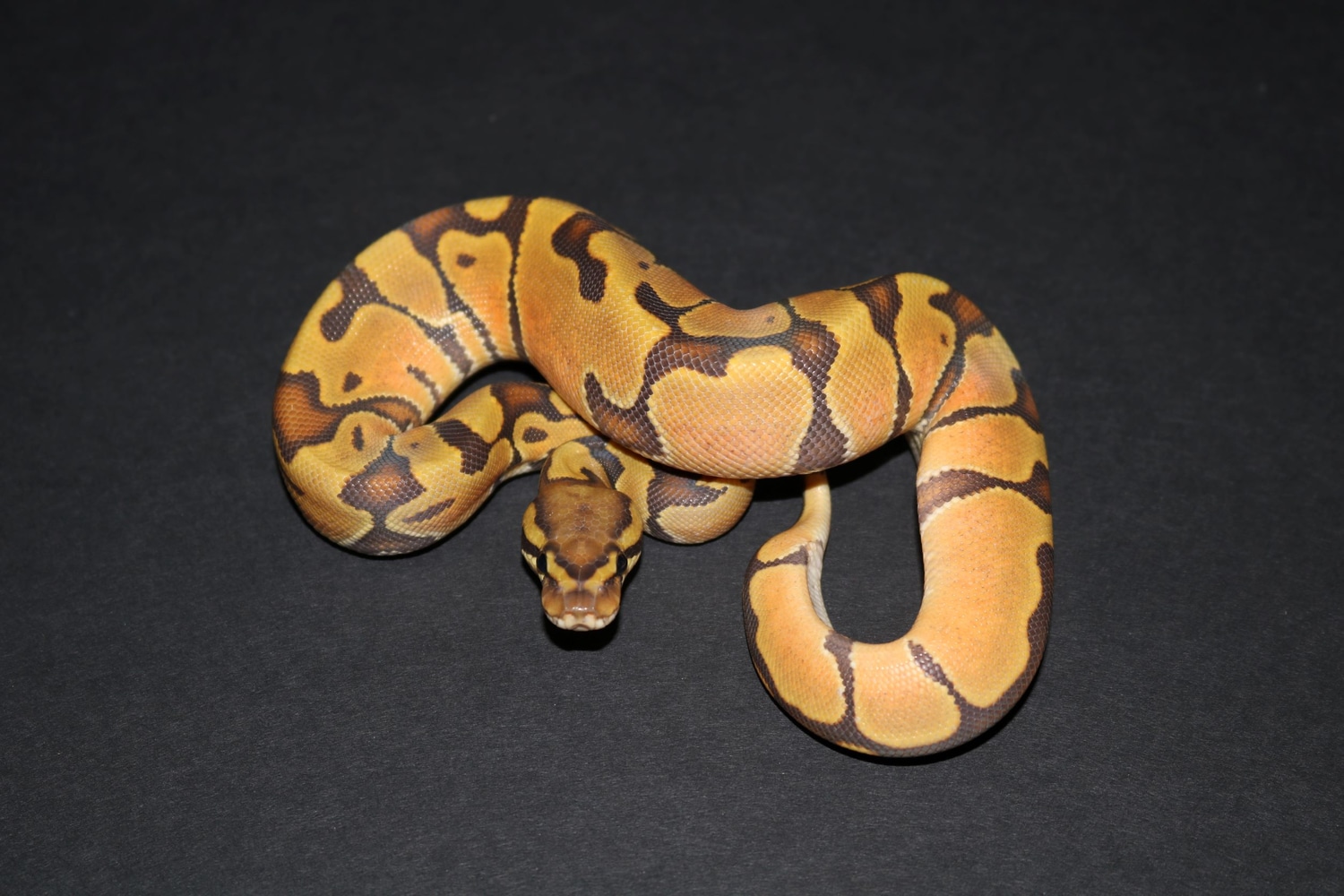 Orange Ghost Ball Python by Wards World Of Reptile Propagation ...
