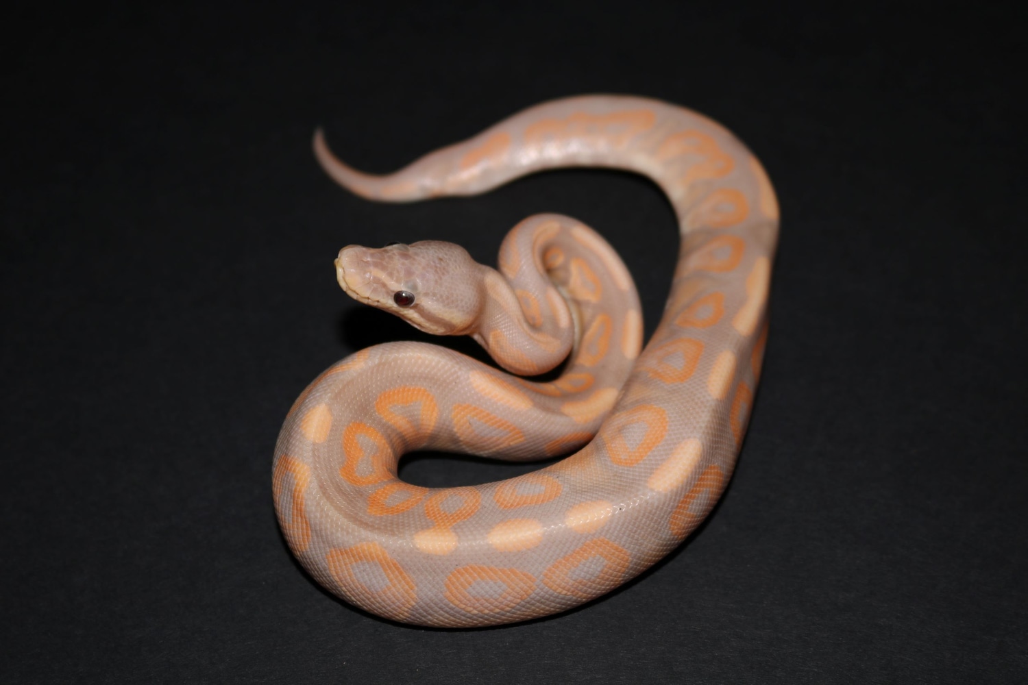 Banana Cinnamon Ball Python by Wards World Of Reptile Propagation ...
