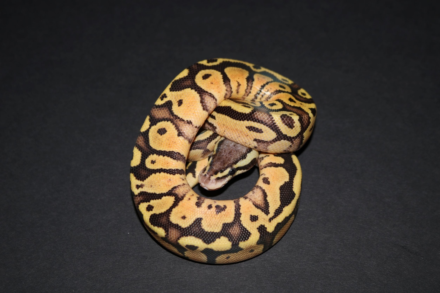 Firefly Ball Python by Wards World Of Reptile Propagation - MorphMarket