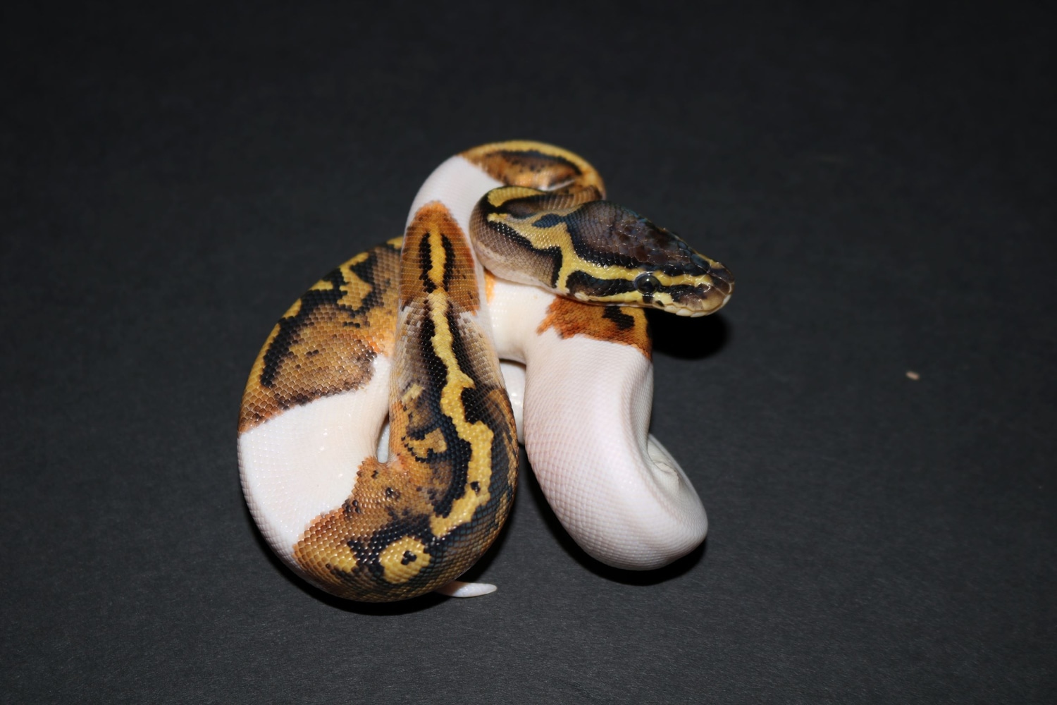 Pastel Pied Ball Python by Wards World Of Reptile Propagation - MorphMarket