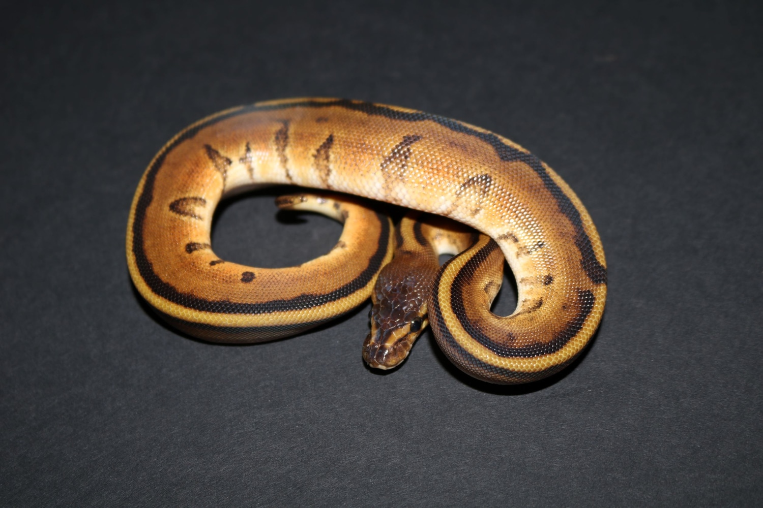 Genetic Stripe Ball Python by Wards World Of Reptile Propagation ...