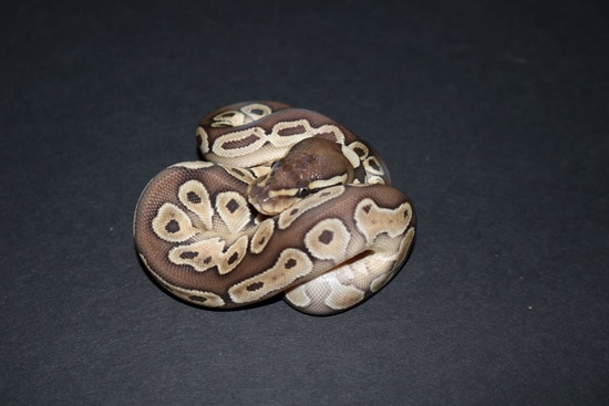 Het Red Axanthic Lesser Ball Python by Wards World Of Reptile Propagation