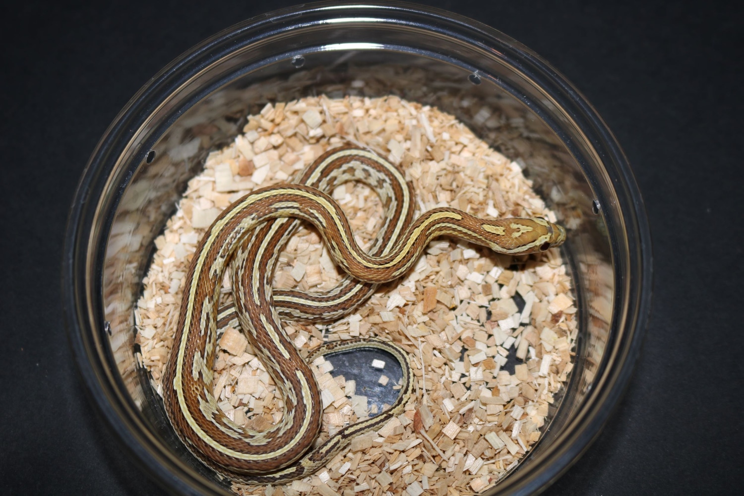 Tessera Amber Corn Snake by Wards World Of Reptile Propagation ...