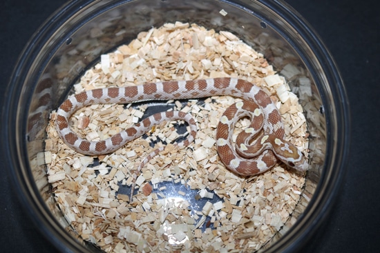 Gold Dust Corn Snake by Wards World Of Reptile Propagation - MorphMarket