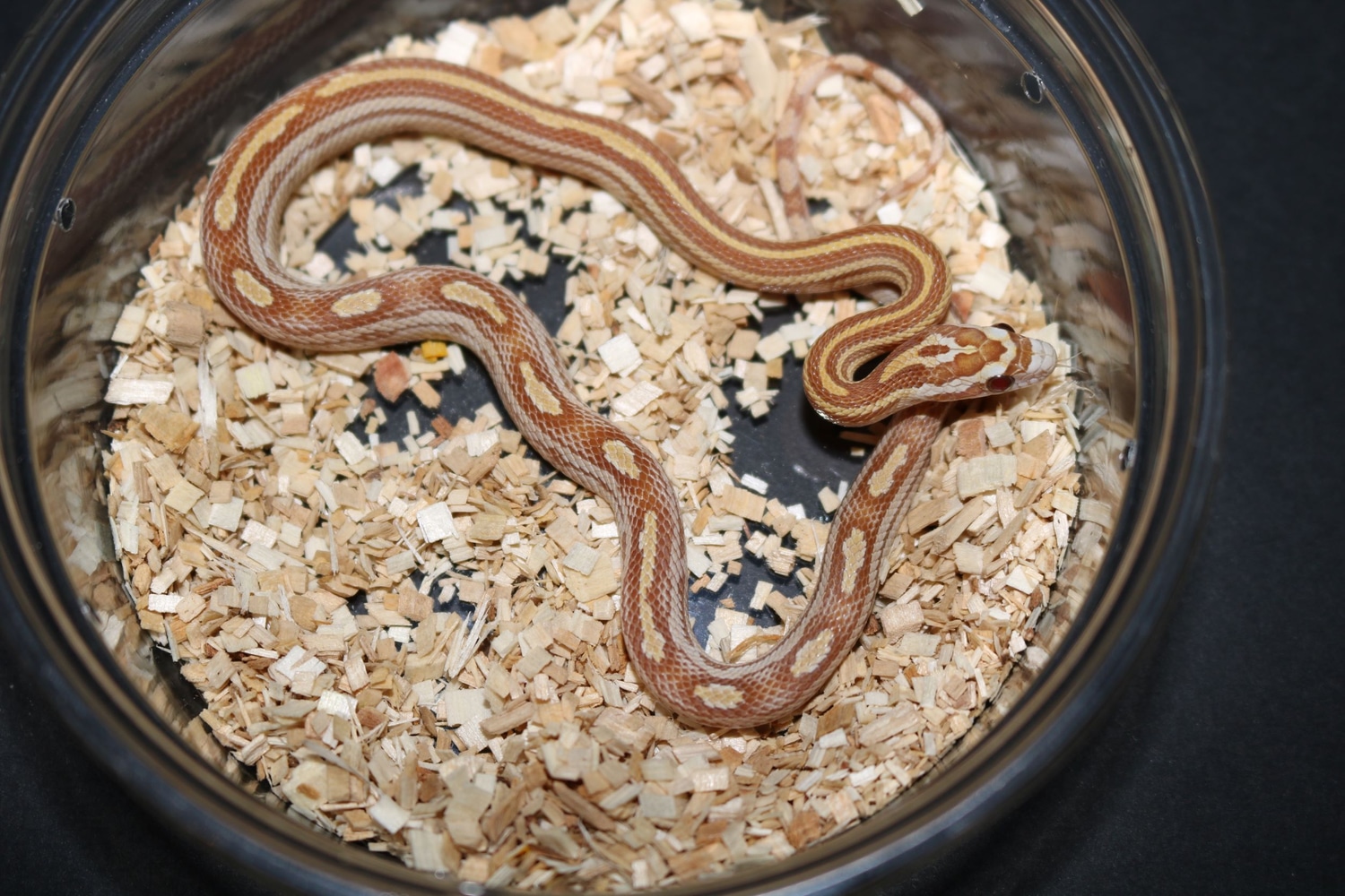 Motley Gold Dust Corn Snake by Wards World Of Reptile Propagation ...