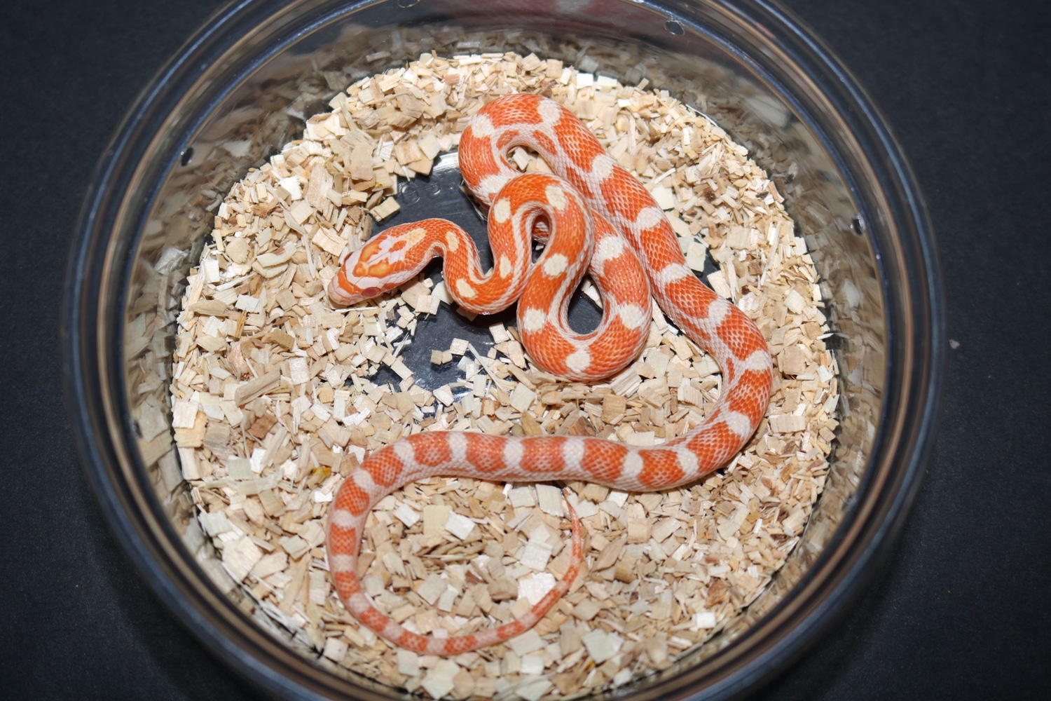 Creamsicle Corn Snake by Wards World Of Reptile Propagation - MorphMarket