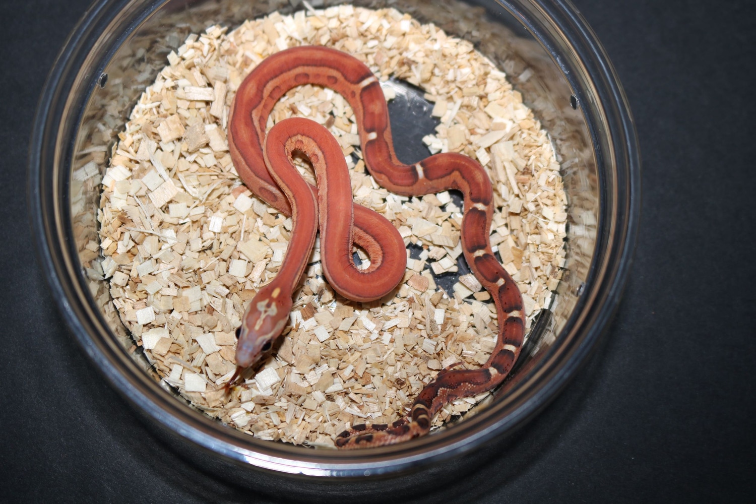 Scaleless Het Anery Corn Snake by Wards World Of Reptile Propagation ...