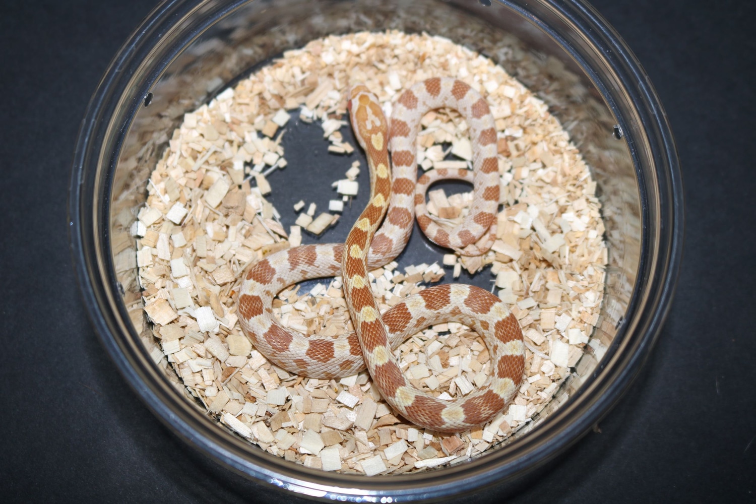 Butter Het Palmetto Corn Snake by Wards World Of Reptile Propagation ...