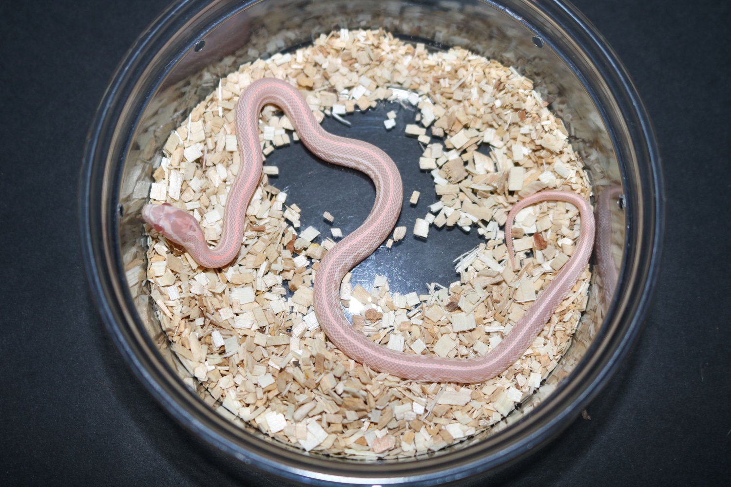 Tessera Pink Coral Snow Corn Snake by Wards World Of Reptile ...