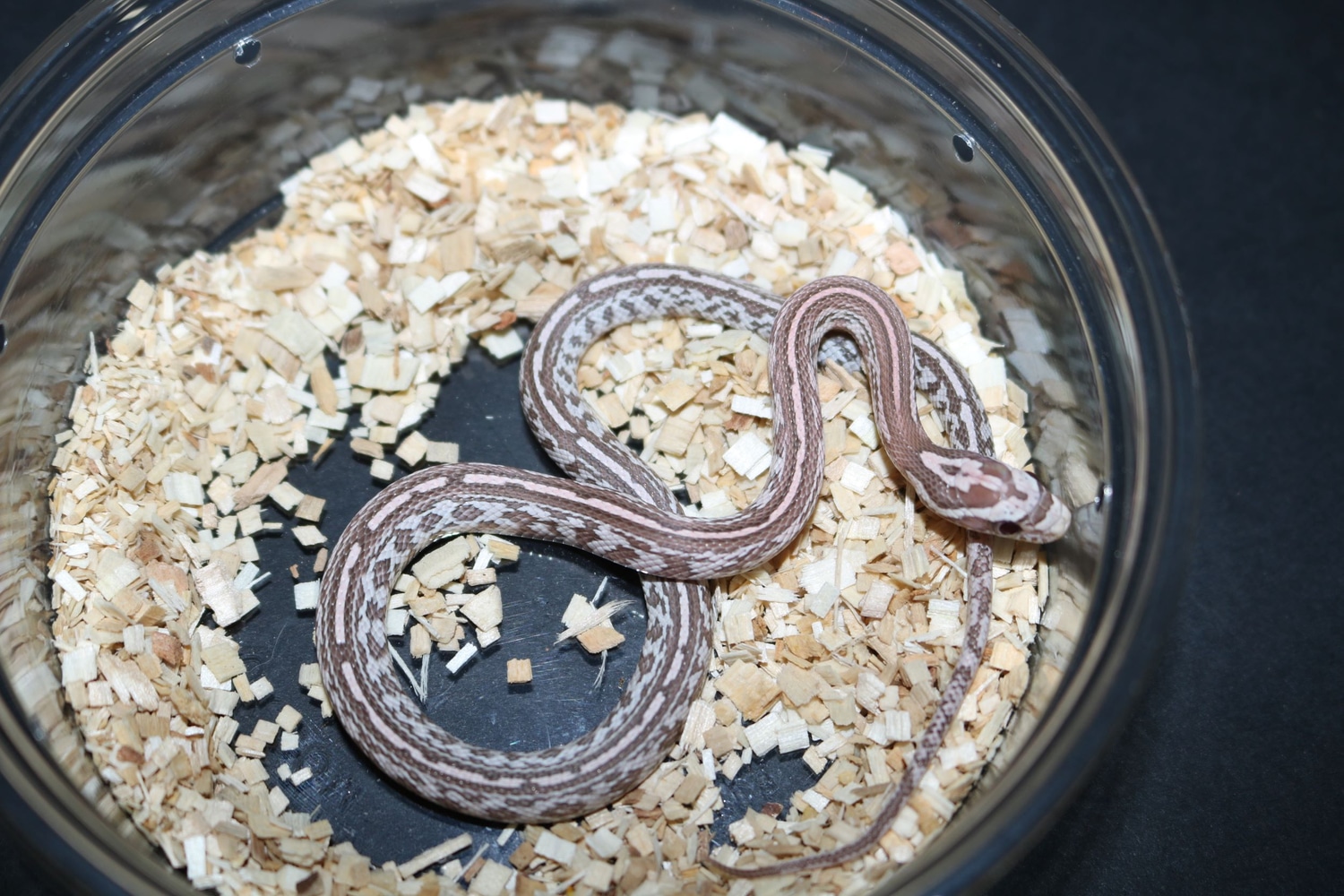 Tessera Coral Ghost Corn Snake by Wards World Of Reptile Propagation ...