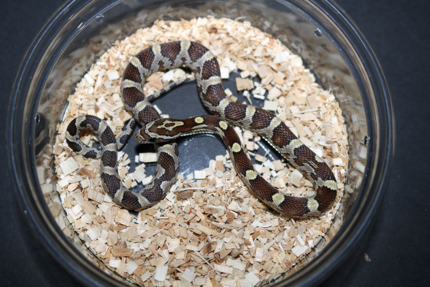 Caramel Corn Snake by Wards World Of Reptile Propagation - MorphMarket