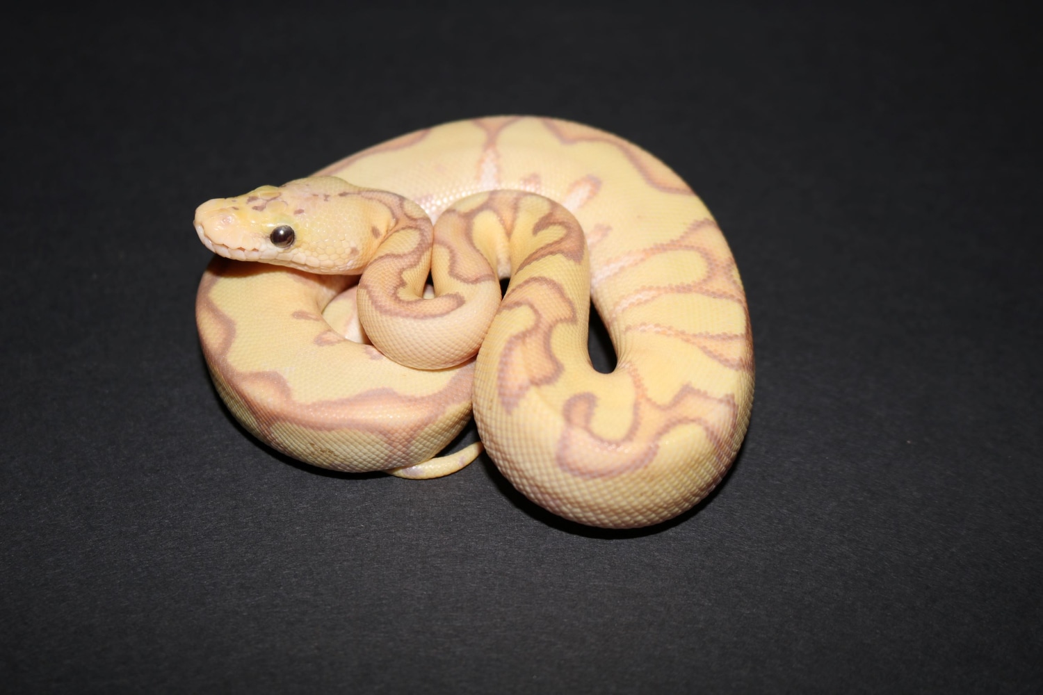 Banana Pastel Enchi Clown Ball Python by Wards World Of Reptile ...