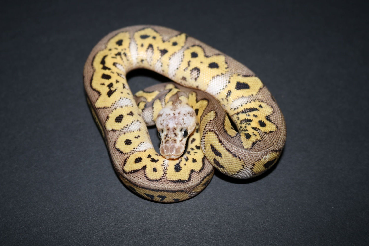 Killer Clown Ball Python by Wards World Of Reptile Propagation ...