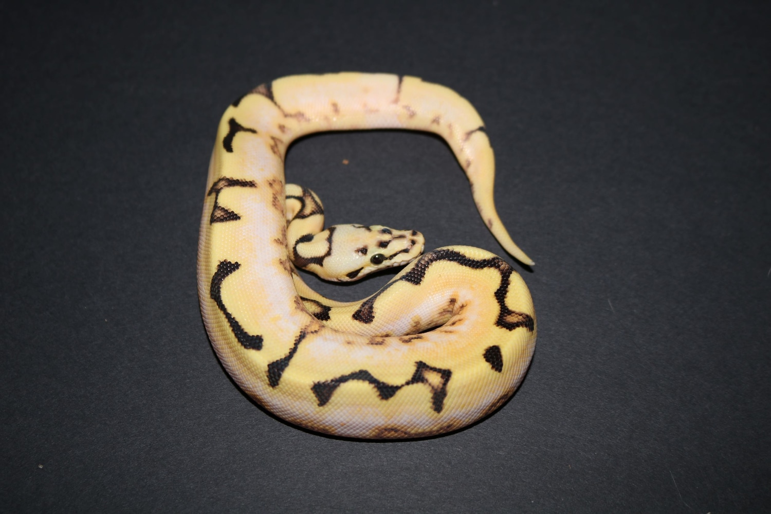 Bumble Bee Enchi Orange Dream Ball Python by Wards World Of Reptile ...