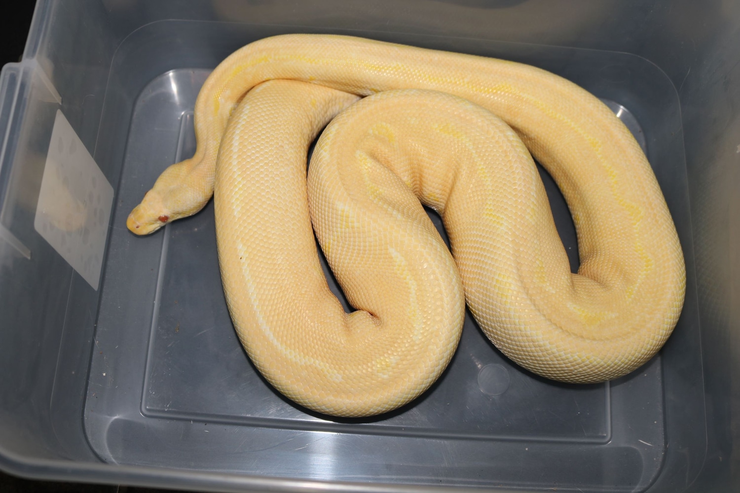 Albino Pinstripe Ball Python by Wards World Of Reptile Propagation ...