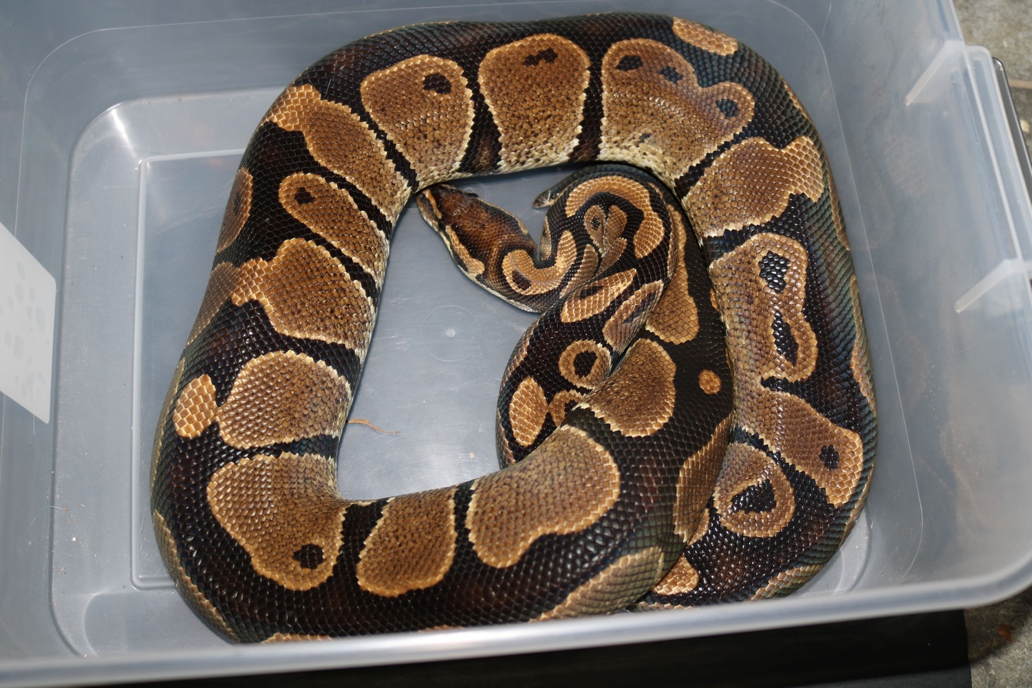 Het Ultramel Ball Python by Wards World Of Reptile Propagation ...