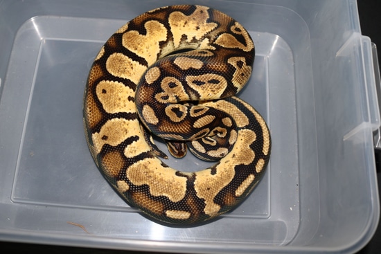 Pastel Het Ultramel Het Pied Ball Python by Wards World Of Reptile ...