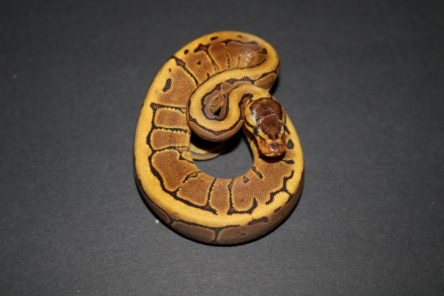 Pinstripe Yellow Belly Ball Python by Wards World Of Reptile ...