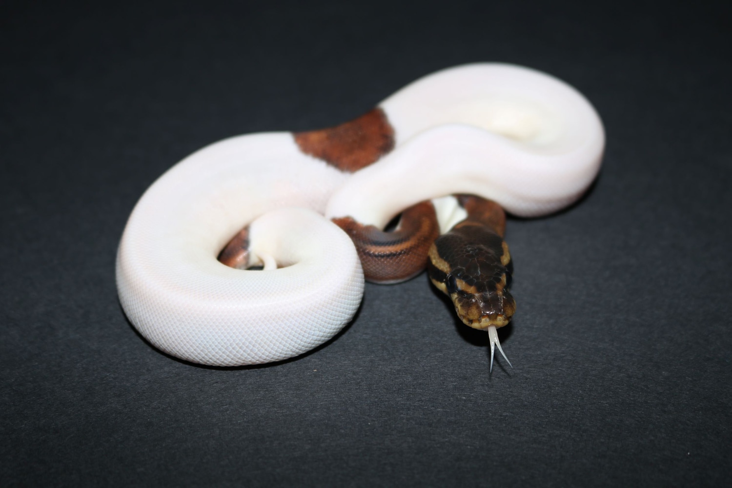 Black Pastel Pied Ball Python by Wards World Of Reptile Propagation ...