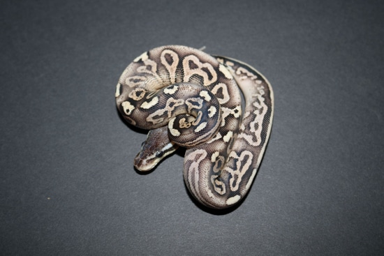 Pewter Yellow Belly Ball Python by Wards World Of Reptile Propagation