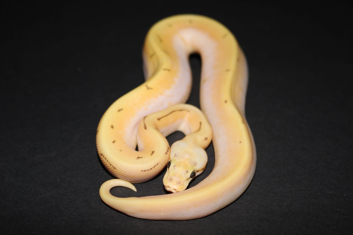 Super Pastel Spinner Orange Dream Pos Fire Ball Python by Wards World ...