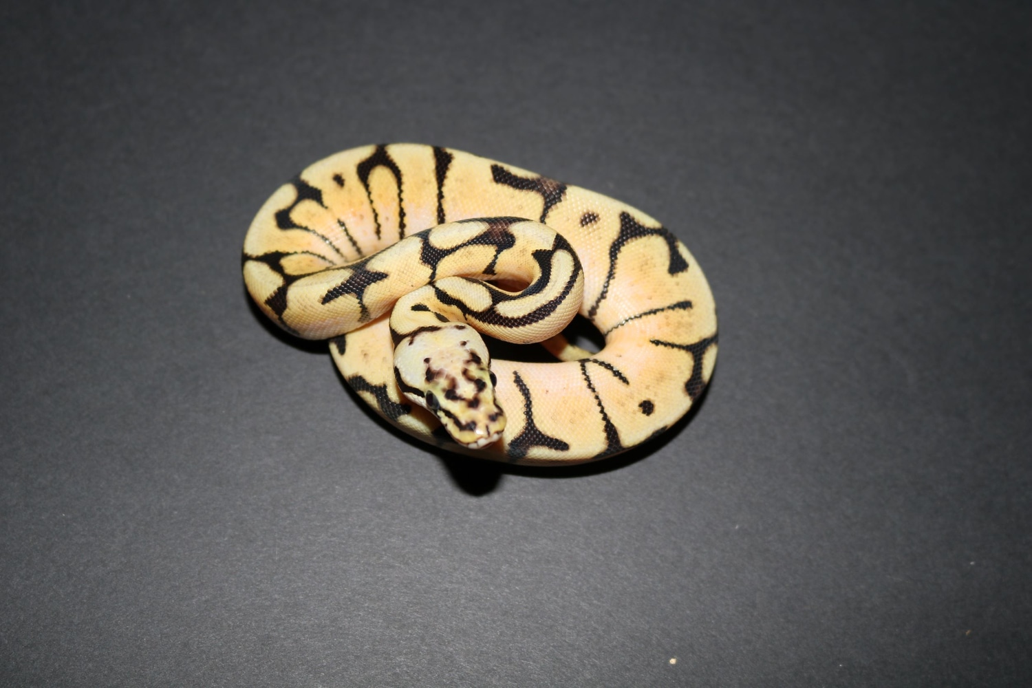Bumble Bee Ball Python by Wards World Of Reptile Propagation - MorphMarket