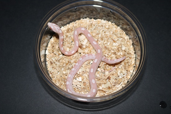 Motley Snow Het Corn Snake by Wards World Of Reptile Propagation