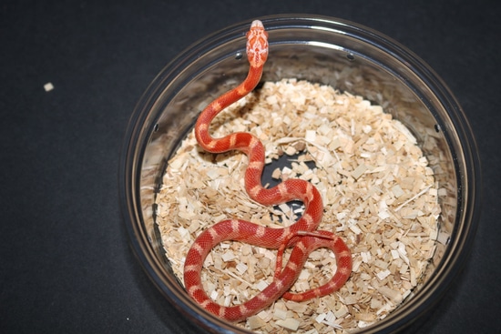 Motley Albino Sunkissed Corn Snake by Wards World Of Reptile Propagation
