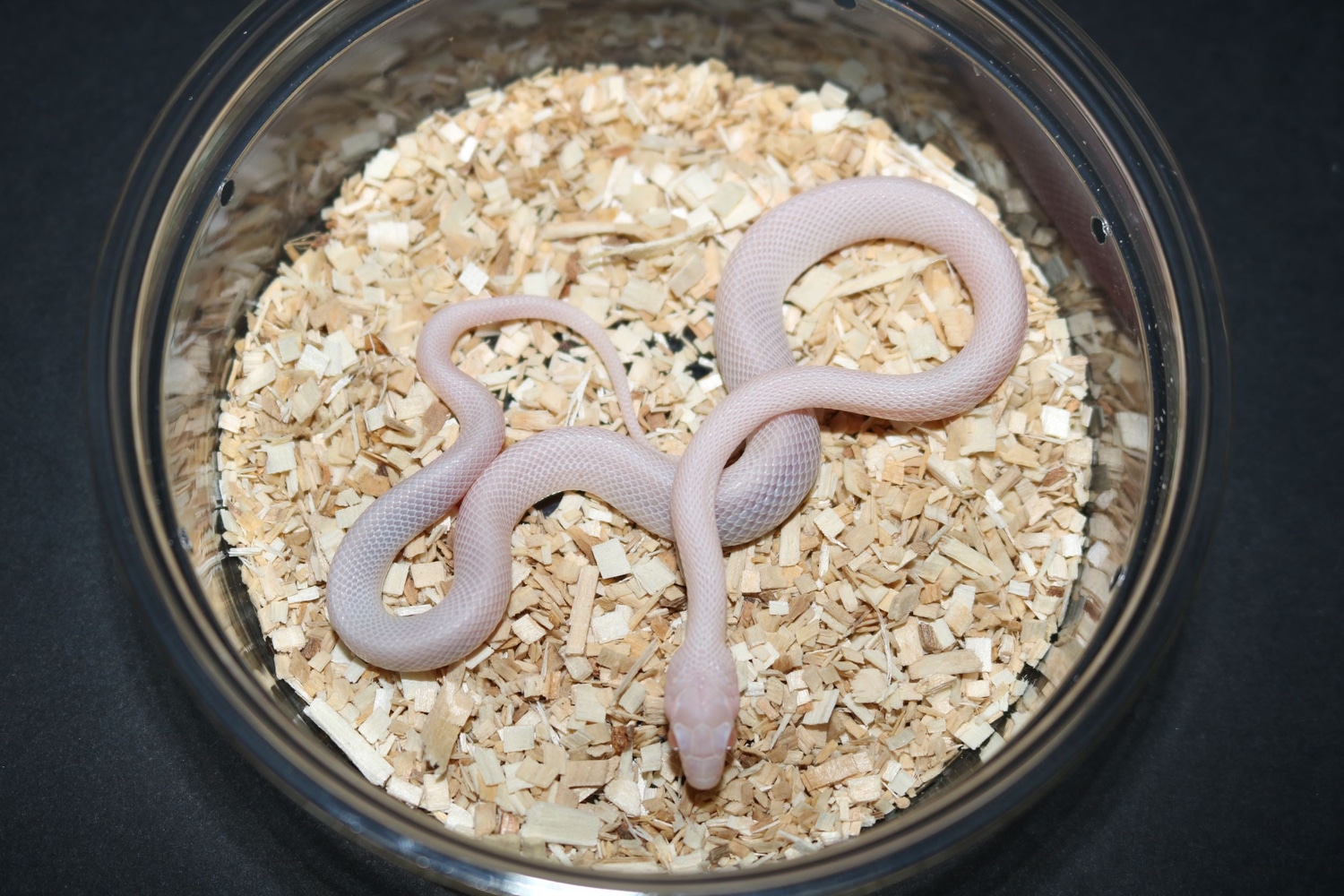Blizzard Corn Snake by Wards World Of Reptile Propagation - MorphMarket