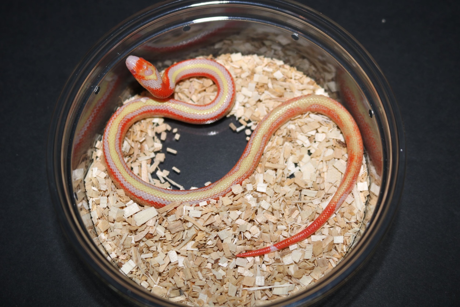 Albino Splotched Nelson's Milk Snake by Wards World Of Reptile ...