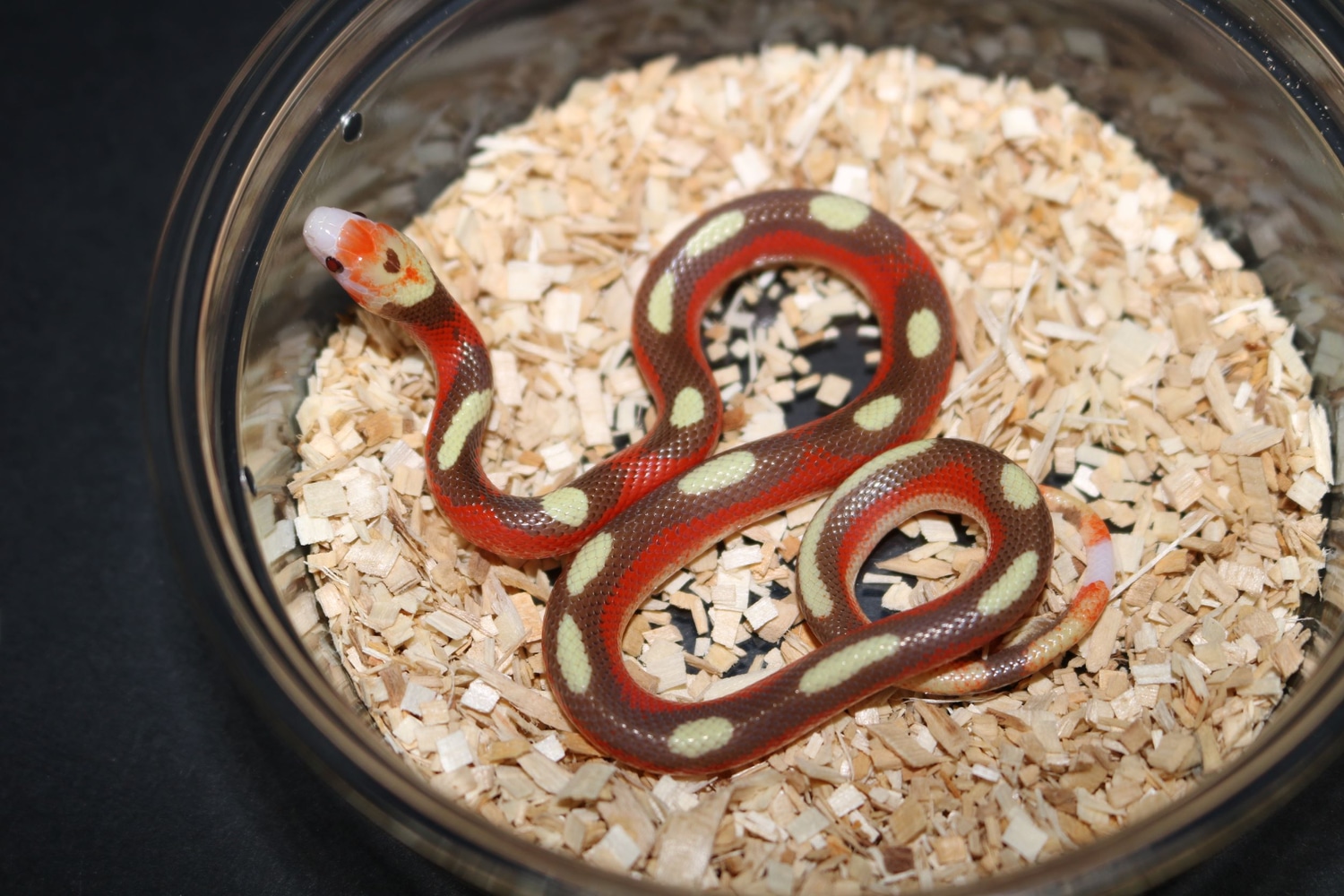 T+ Splotched Nelson's Milk Snake by Wards World Of Reptile Propagation ...