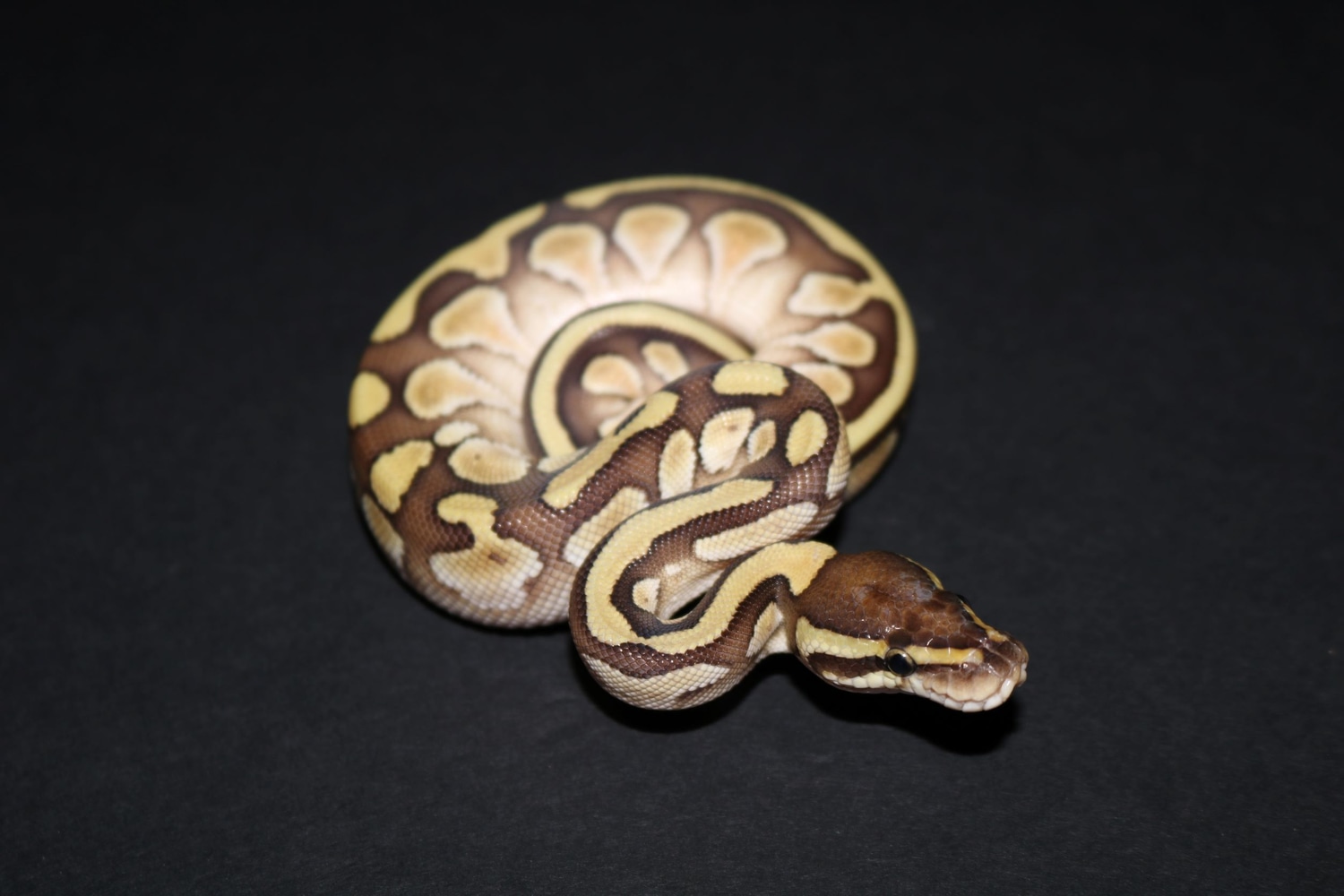 Lesser Het Desert Ghost Ball Python by Wards World Of Reptile ...
