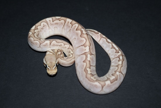 Bamboo Pastel Ball Python by Wards World Of Reptile Propagation