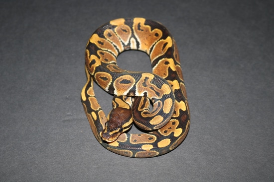 Het Ultramel Ball Python by Wards World Of Reptile Propagation