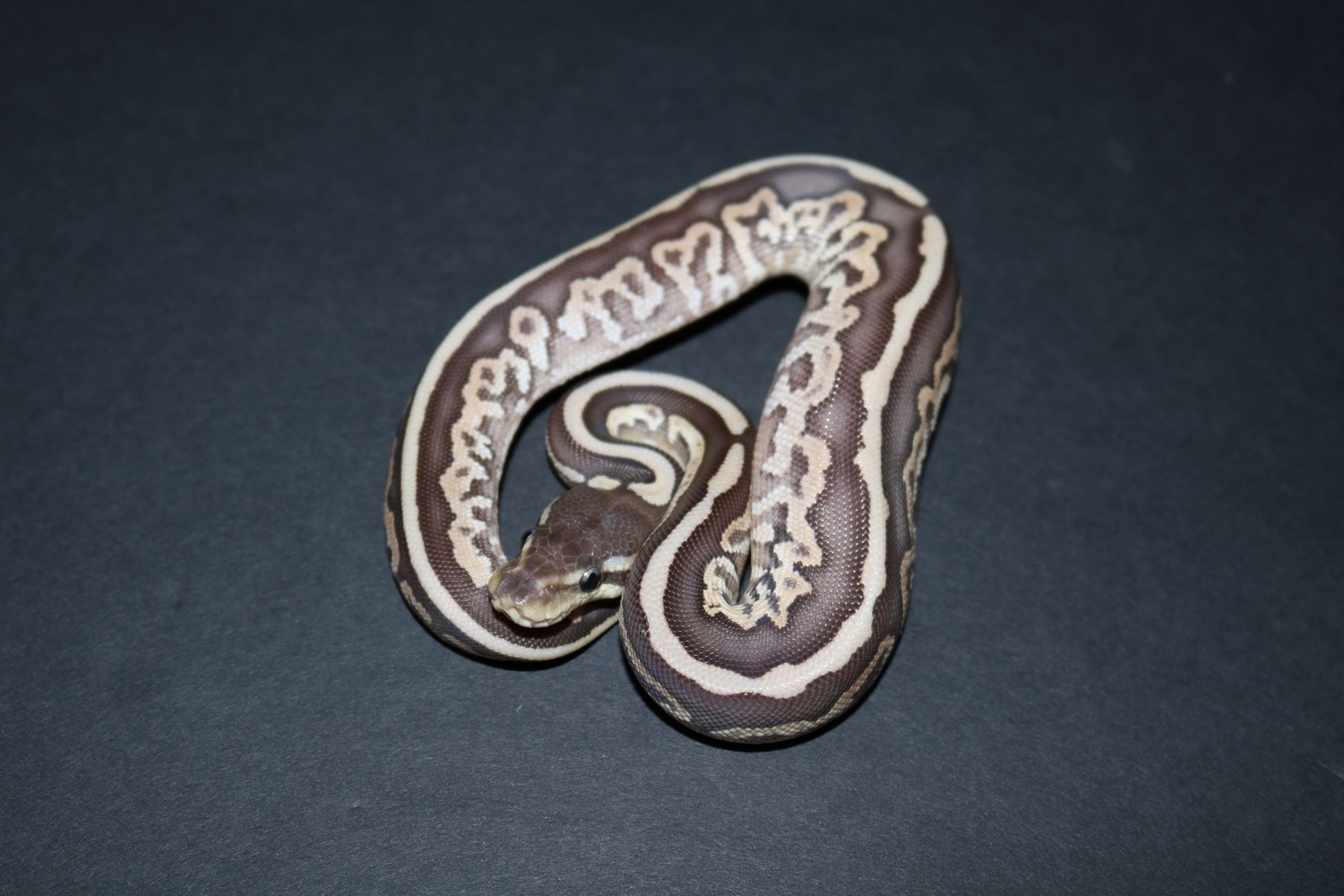 Cinnamon Mojave Fire Ball Python by Wards World Of Reptile Propagation ...