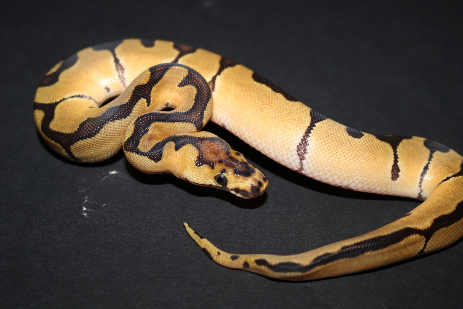 Enchi Clown Ball Python by Wards World Of Reptile Propagation - MorphMarket