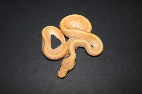 Jigsaw Ultramel Ball Python by Wards World Of Reptile Propagation