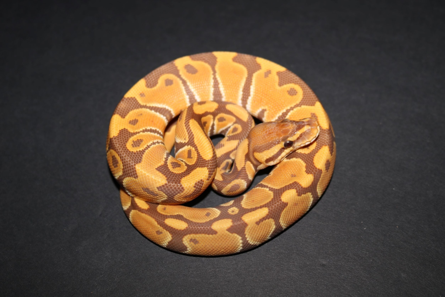 Ultramel Ball Python by Wards World Of Reptile Propagation - MorphMarket
