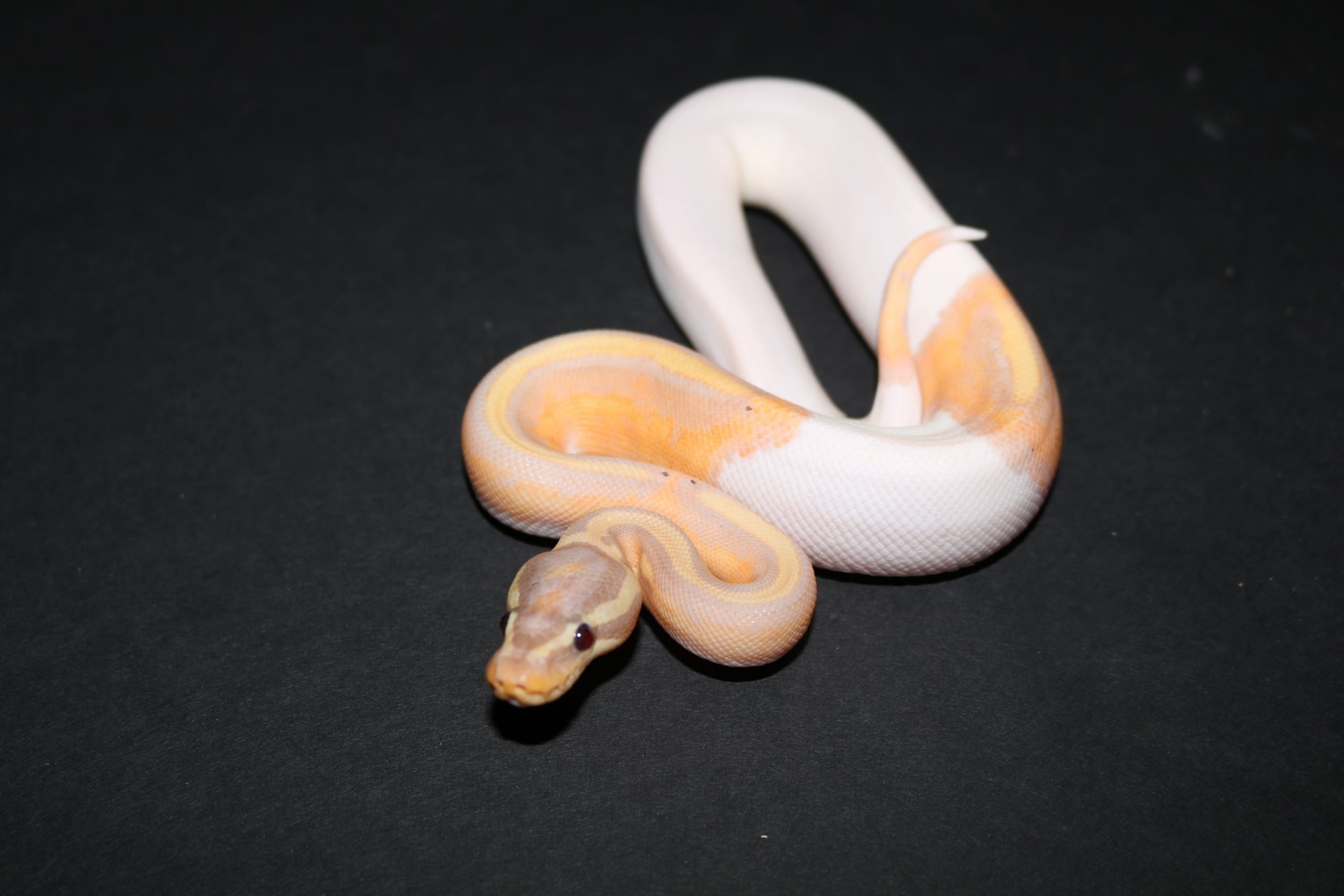 Banana Pied Ball Python by Wards World Of Reptile Propagation - MorphMarket