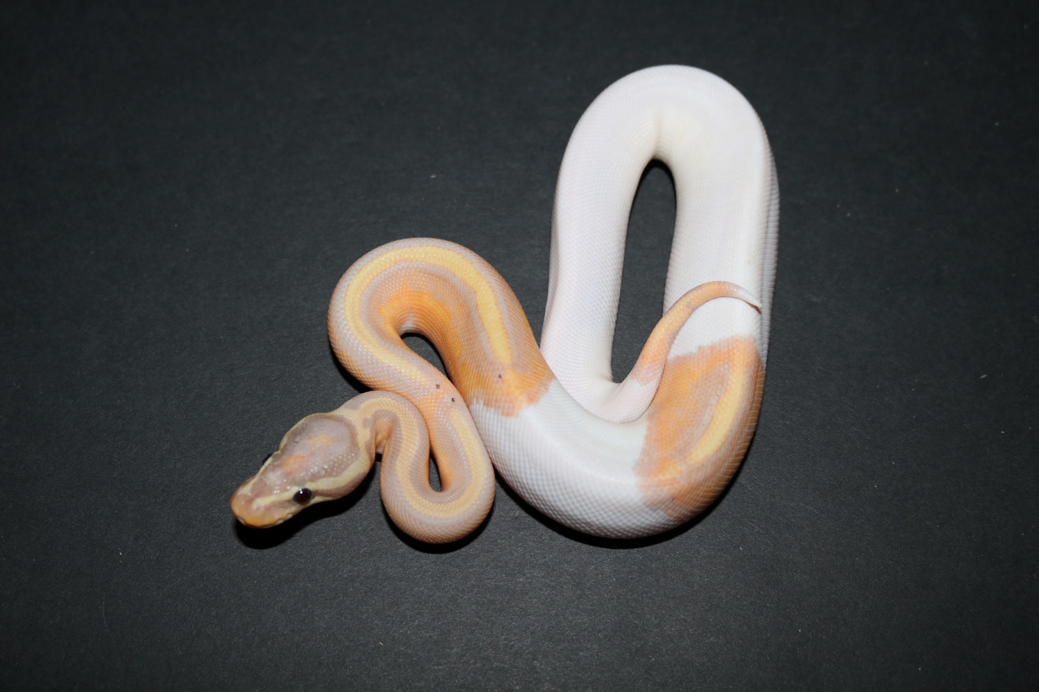Banana Pied Ball Python by Wards World Of Reptile Propagation - MorphMarket