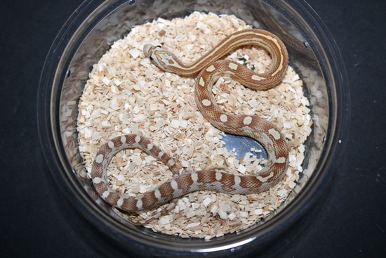 Motley Amber Corn Snake by Wards World Of Reptile Propagation