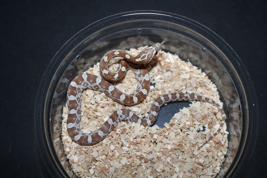 Amber Corn Snake by Wards World Of Reptile Propagation