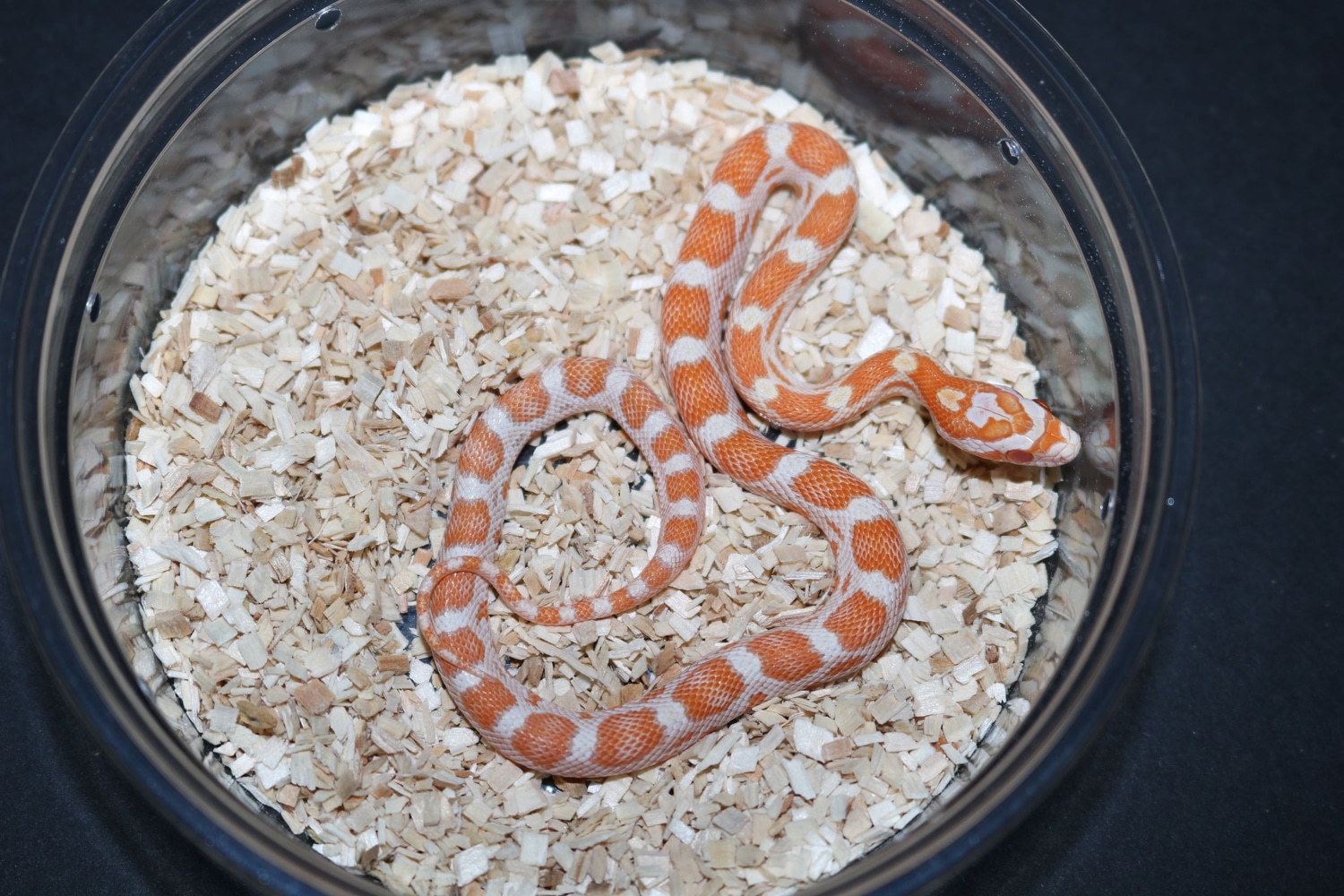 Creamsicle Corn Snake by Wards World Of Reptile Propagation - MorphMarket