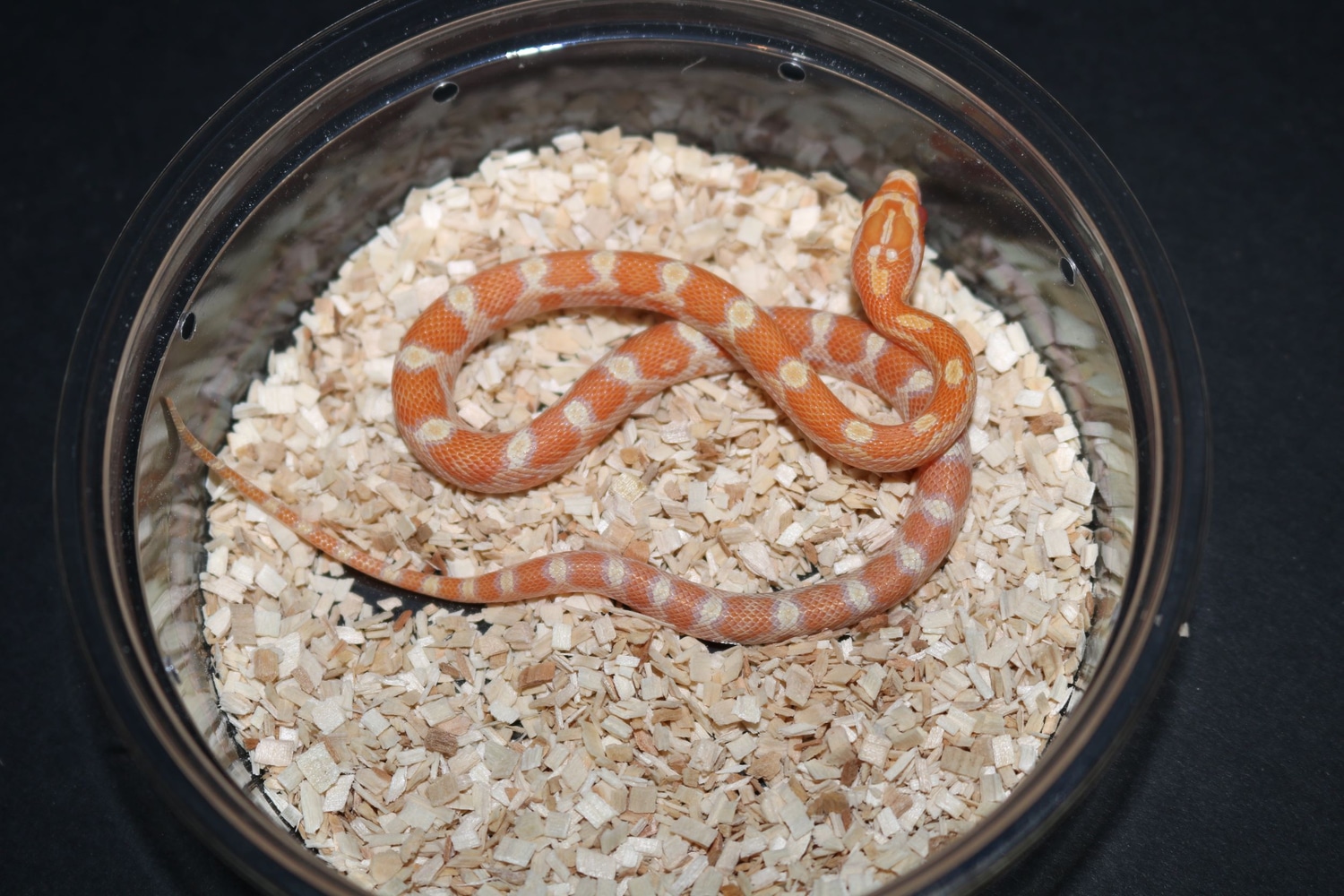 Creamsicle Corn Snake by Wards World Of Reptile Propagation - MorphMarket
